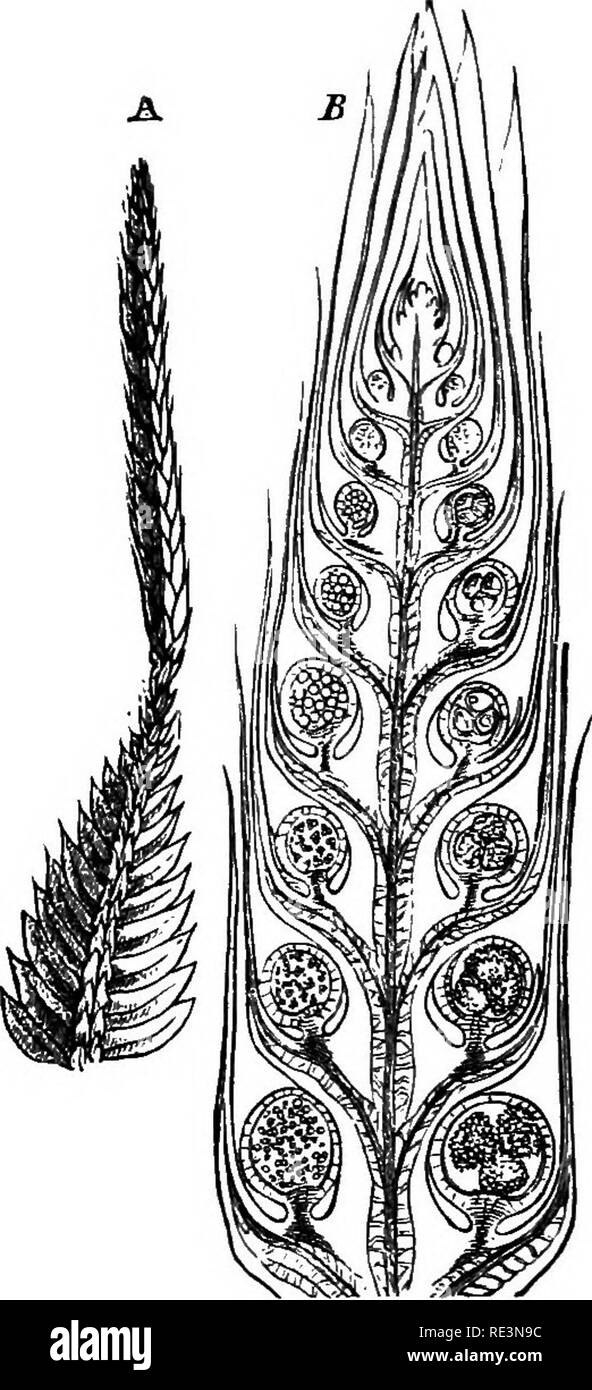 Forms on stem Black and White Stock Photos & Images - Alamy