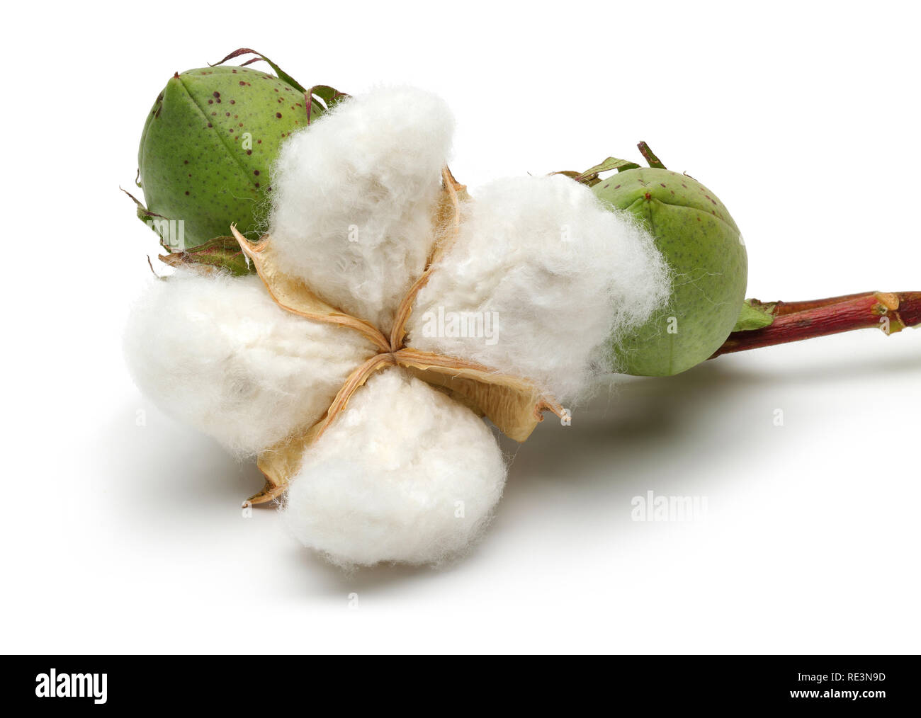 Cotton plant and green cotton boll isolated on white background Stock ...