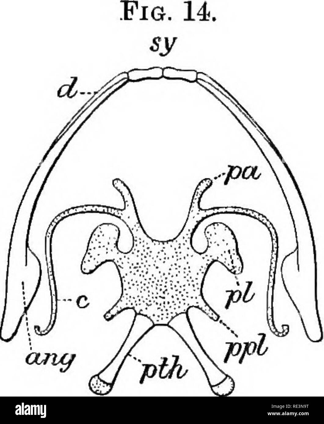 Lateral view mandible Black and White Stock Photos & Images - Alamy