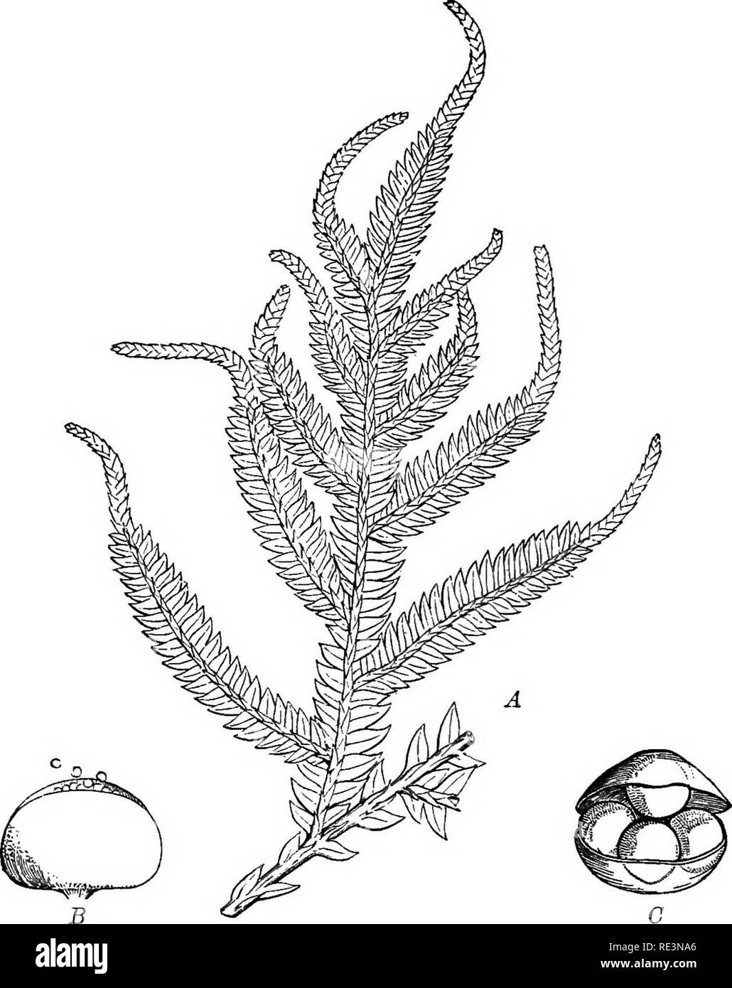 Cauline apex hi-res stock photography and images - Alamy