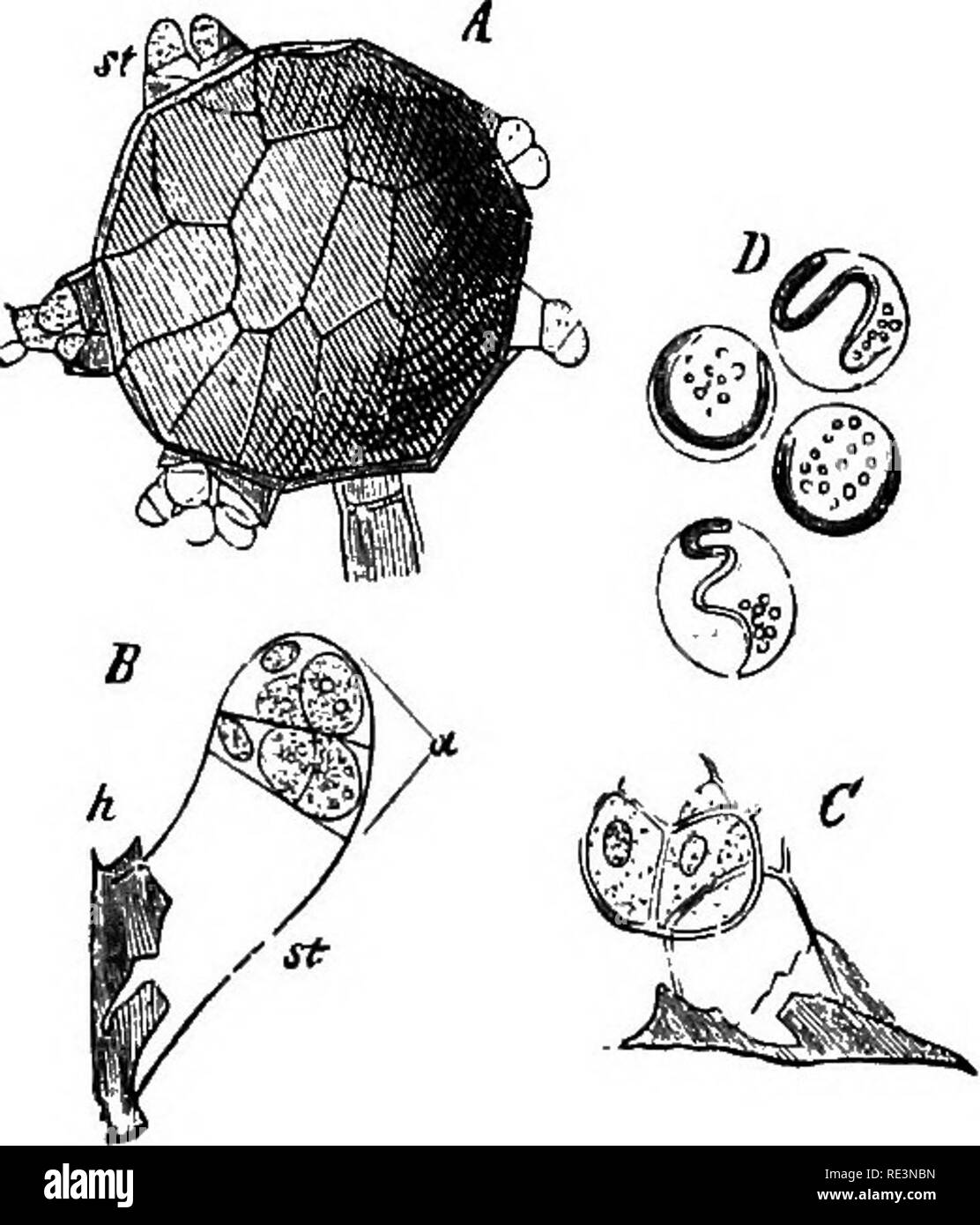 . A handbook of cryptogamic botany. Cryptogams. RHIZOCARPE^ 27 lical ...