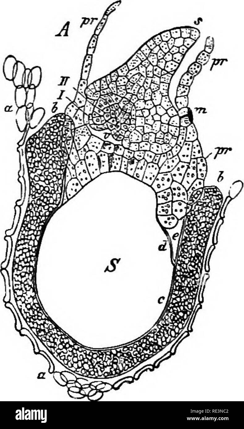 Dorsal ridge Black and White Stock Photos & Images - Alamy