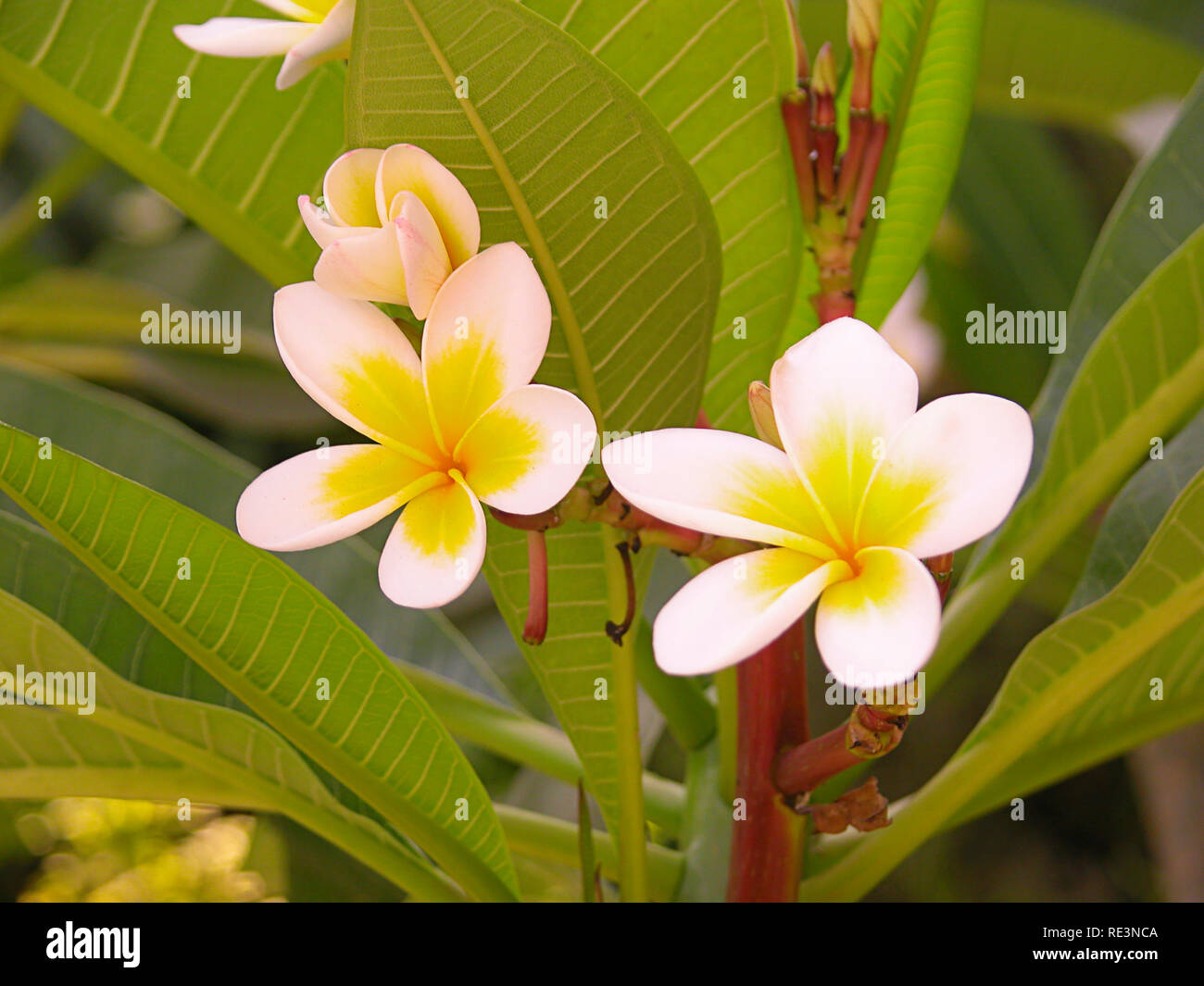 Frangipani plumeria rubra hi-res stock photography and images - Alamy