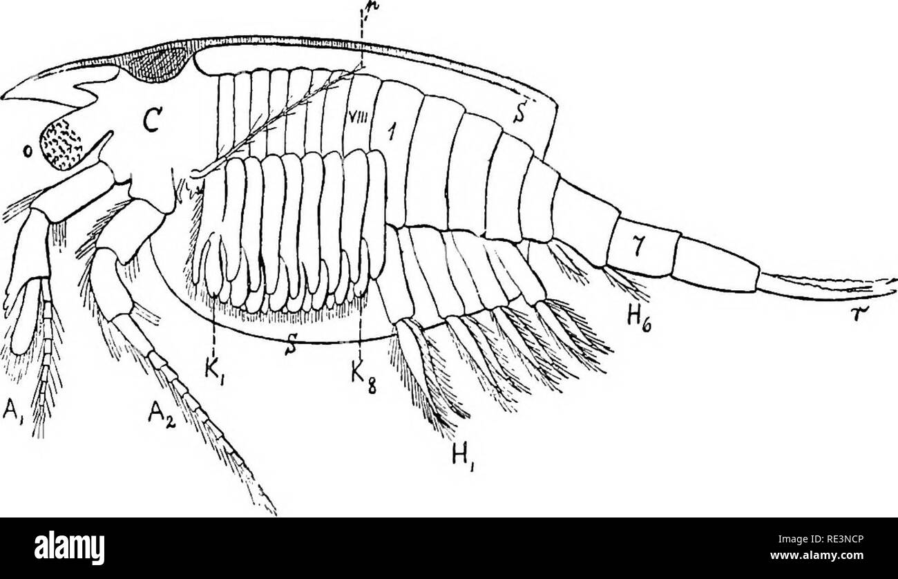 . Text book of zoology. Zoology. 210 Arthropoda. Class 1. Crustacea- is ...