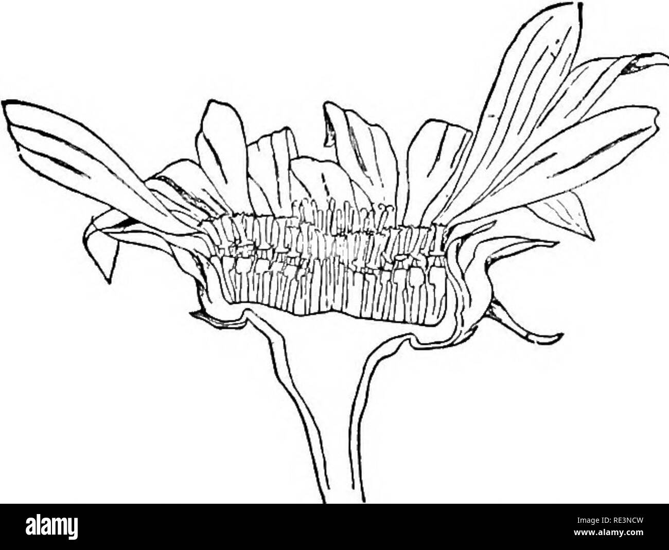The ovary contains the ovule hi-res stock photography and images - Alamy