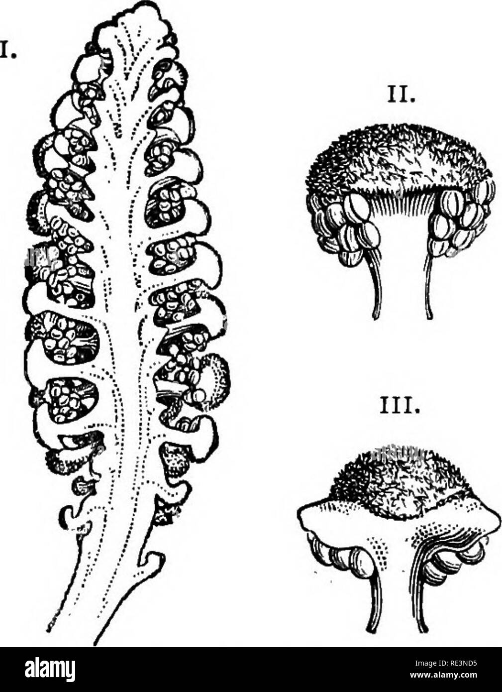 Spore Germination Stock Photos & Spore Germination Stock Images - Alamy