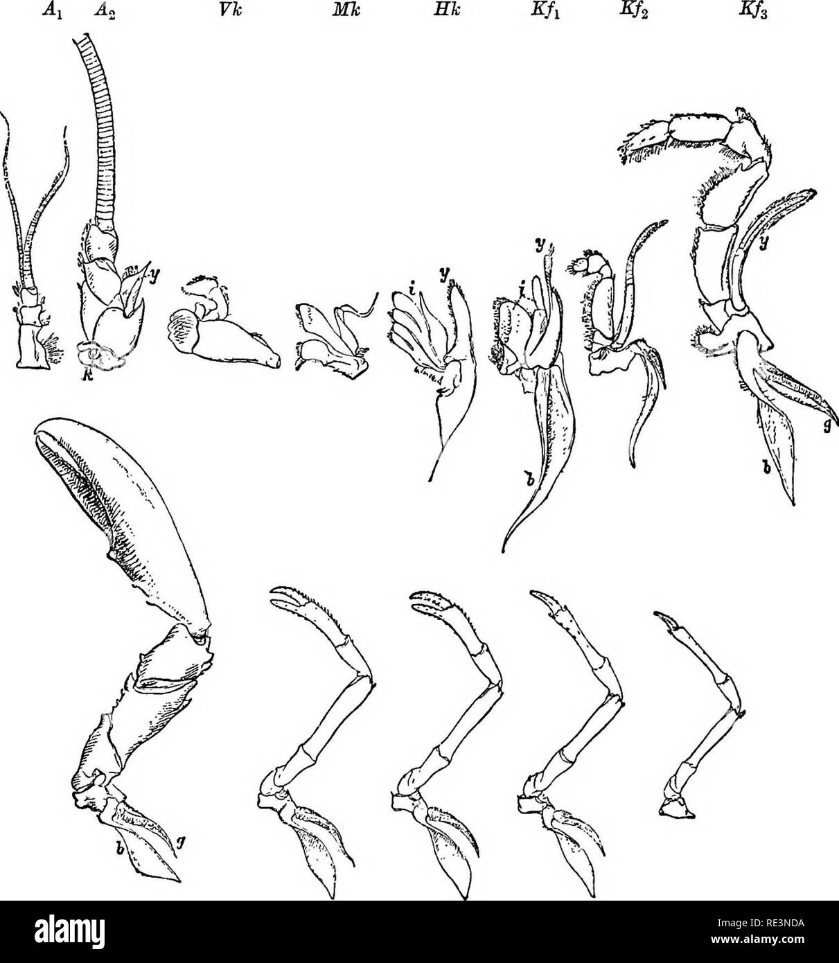 Two antennules Black and White Stock Photos & Images - Alamy