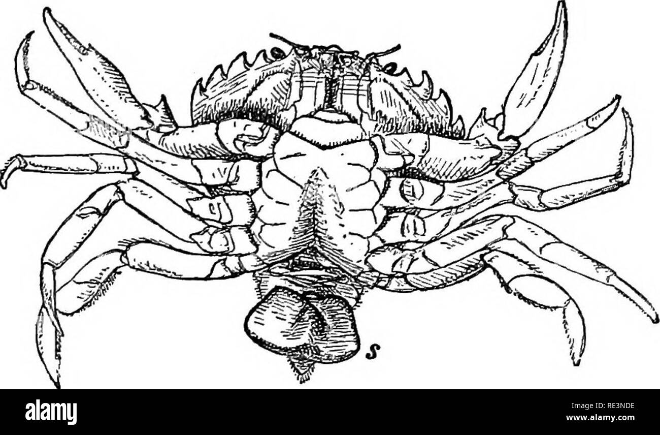 . Text book of zoology. Zoology. Sab-Class 1. Entomostraca. Order 7 ...