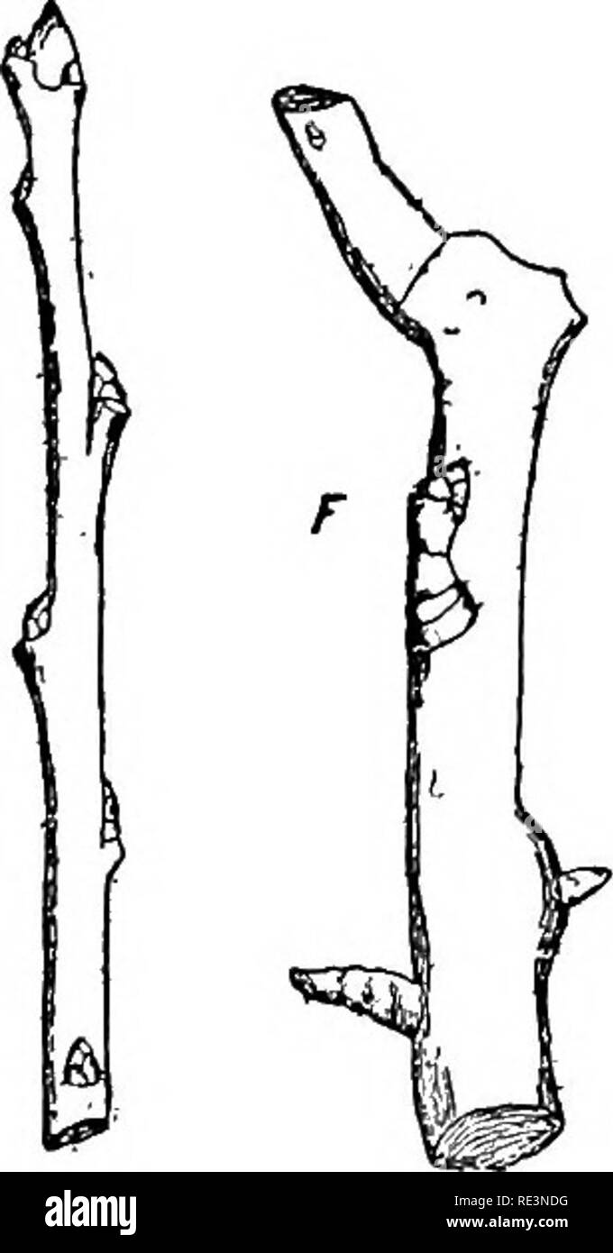 Prunus angustifolia Cut Out Stock Images & Pictures - Alamy