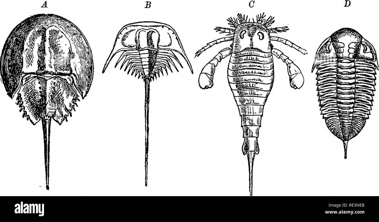. Text book of zoology. Zoology. 198 Arthropoda. .Class 1. Crustacea ...