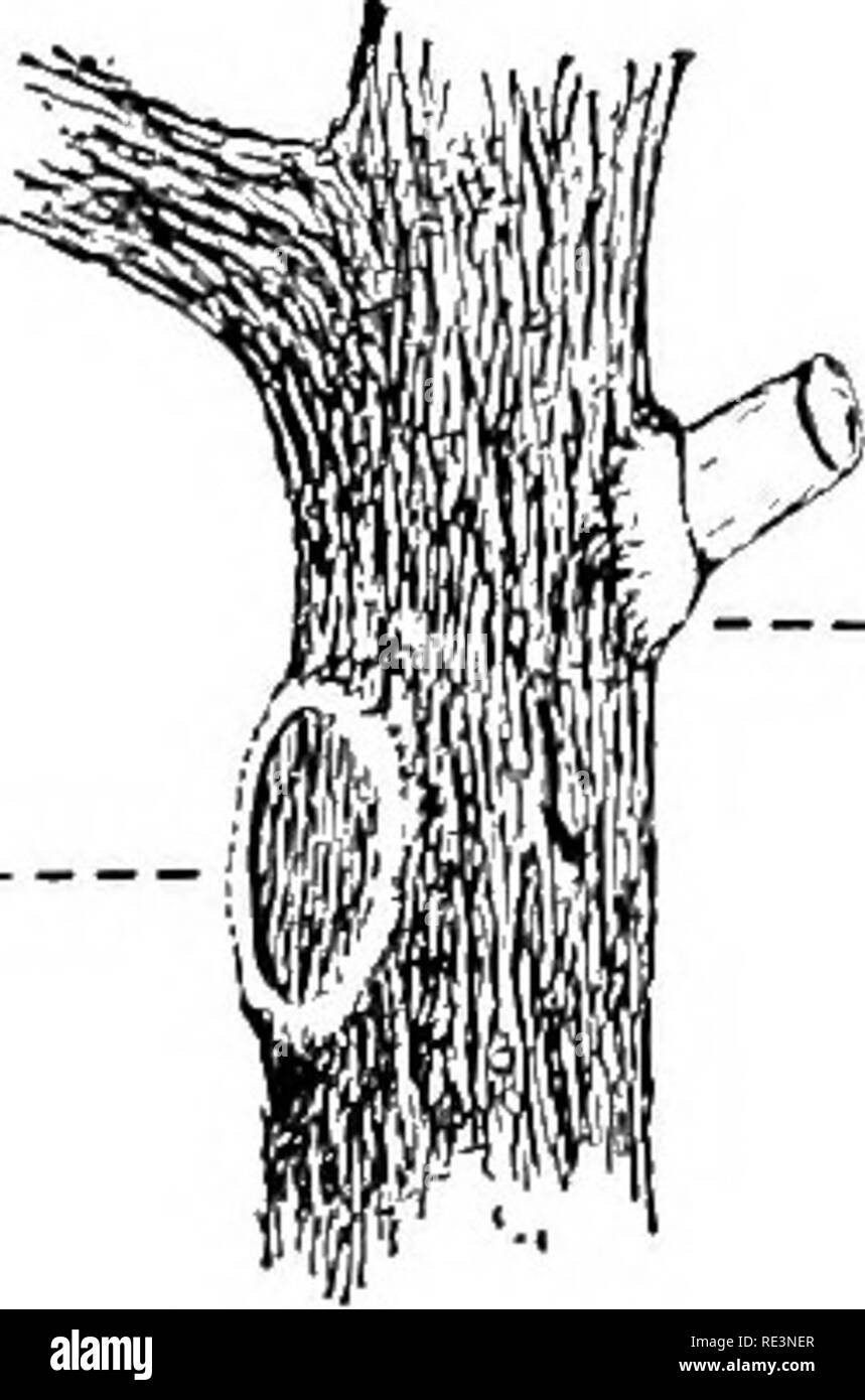 Callus culture hi-res stock photography and images - Alamy