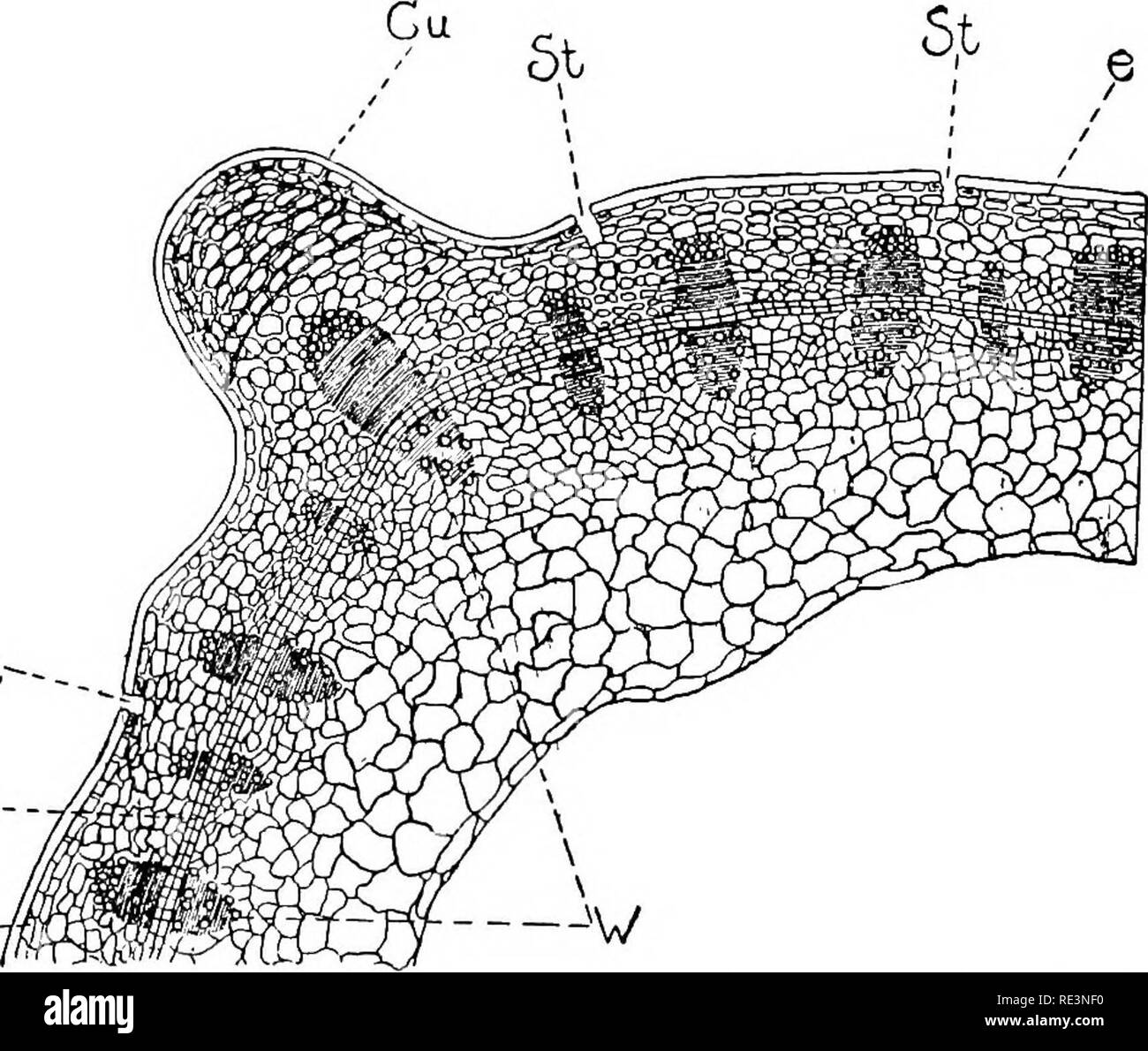 T shaped cross section hi-res stock photography and images - Alamy