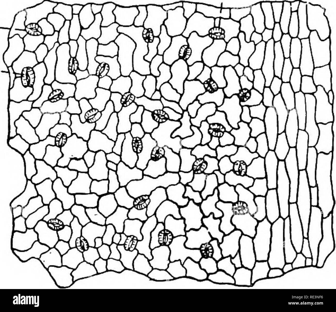 Hardier varieties Black and White Stock Photos & Images - Alamy