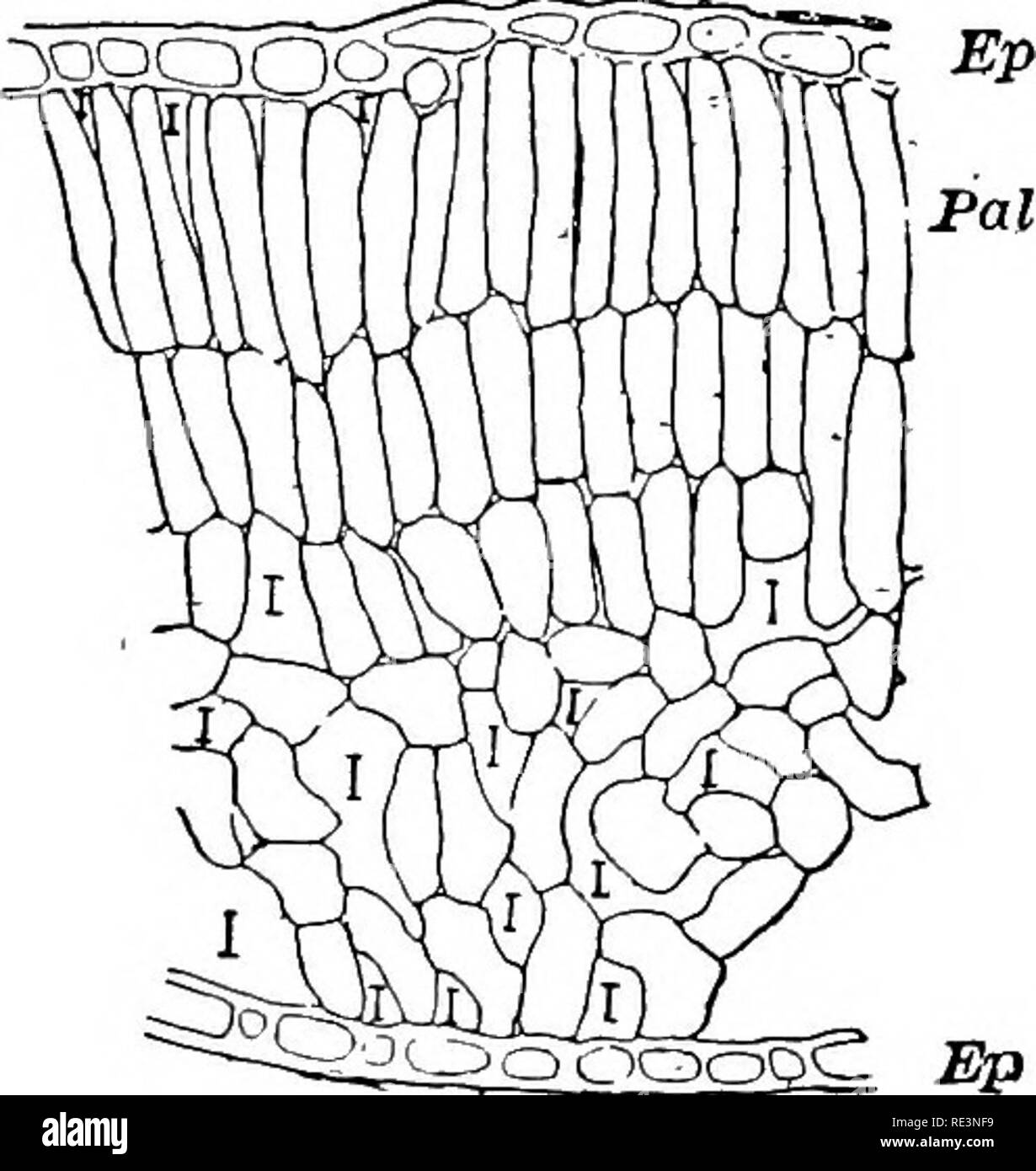 . The principles of plant culture; a text for beginners in agriculture ...
