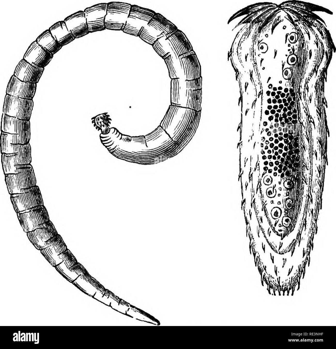. Text book of zoology. Zoology. 164 Nemathelminthes. Fiff. 126. Fig ...