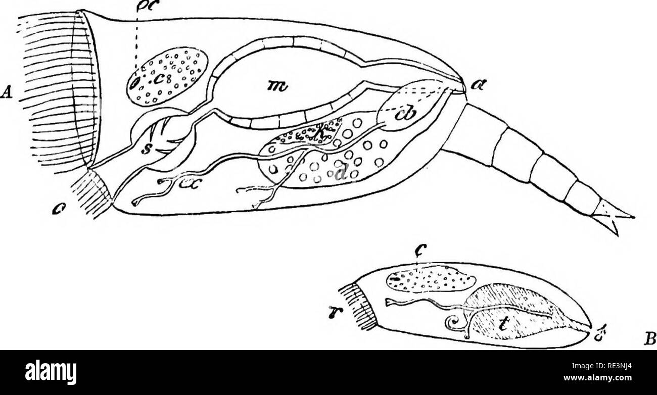 Microscopic sea creatures hi-res stock photography and images - Alamy