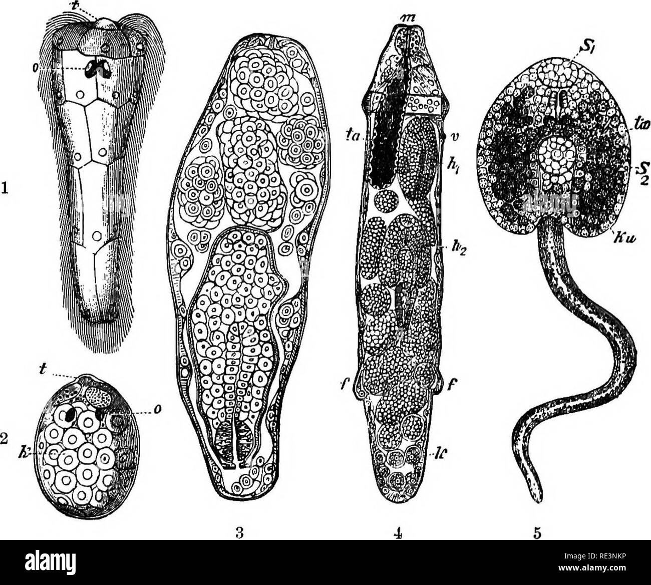 . Text book of zoology. Zoology. 148 Platy helminths. of a pharynx and ...