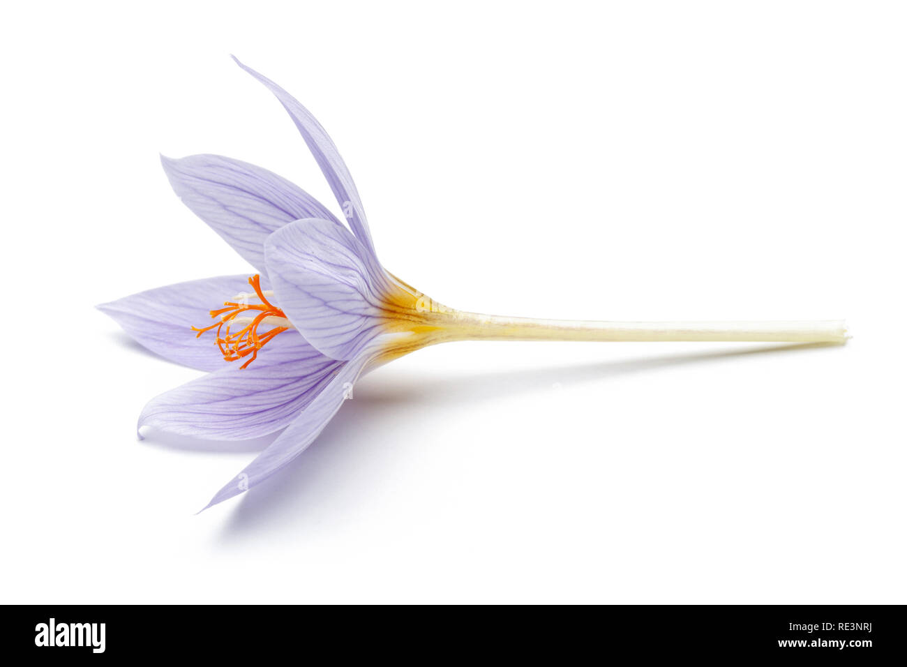 Crocus flowers isolated on white background Stock Photo - Alamy