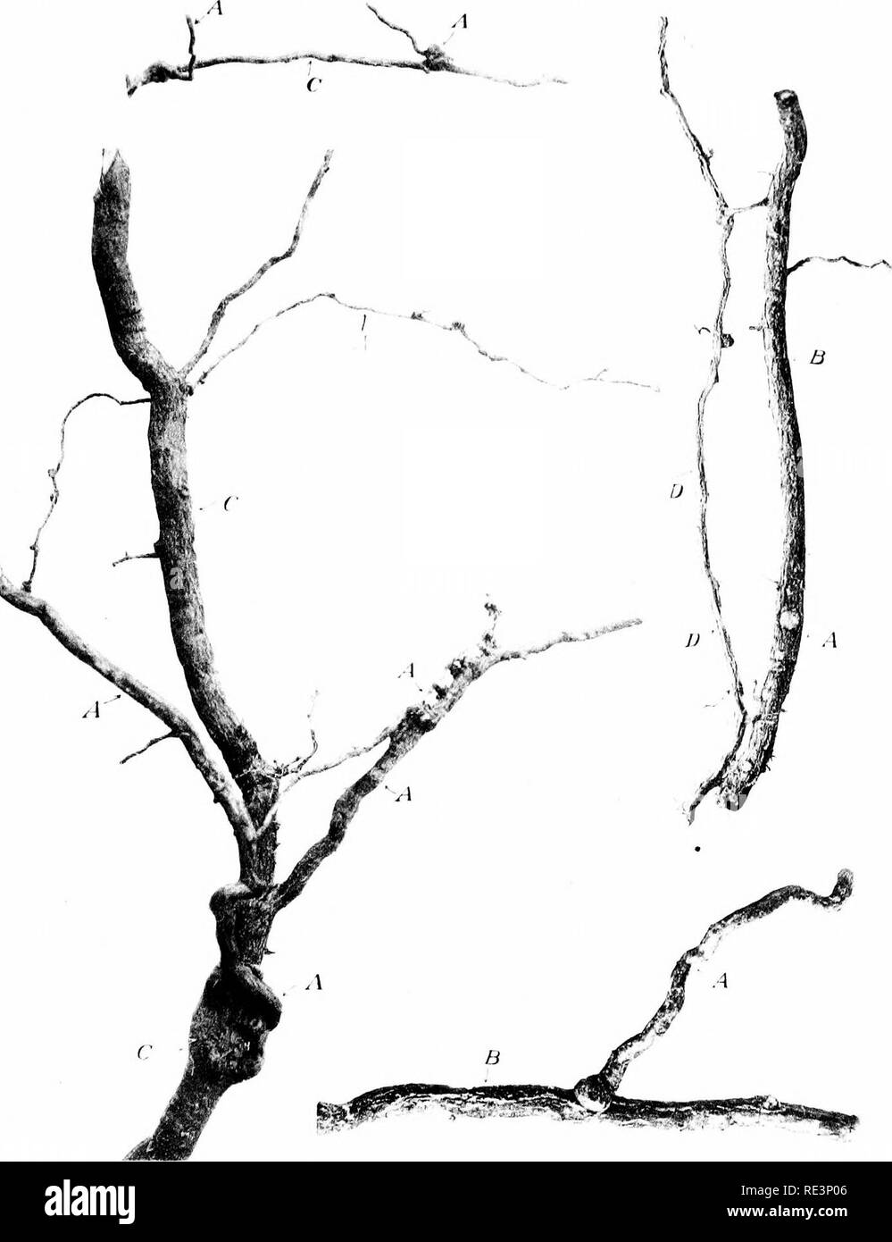 Prosopis velutina Black and White Stock Photos & Images - Alamy