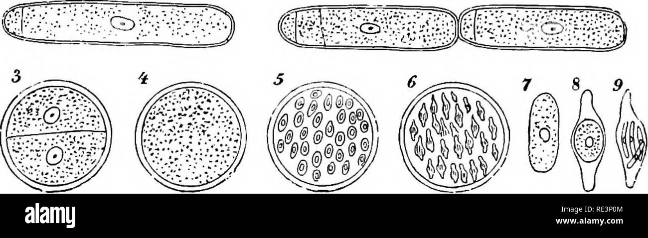 Cercomonas hi-res stock photography and images - Alamy