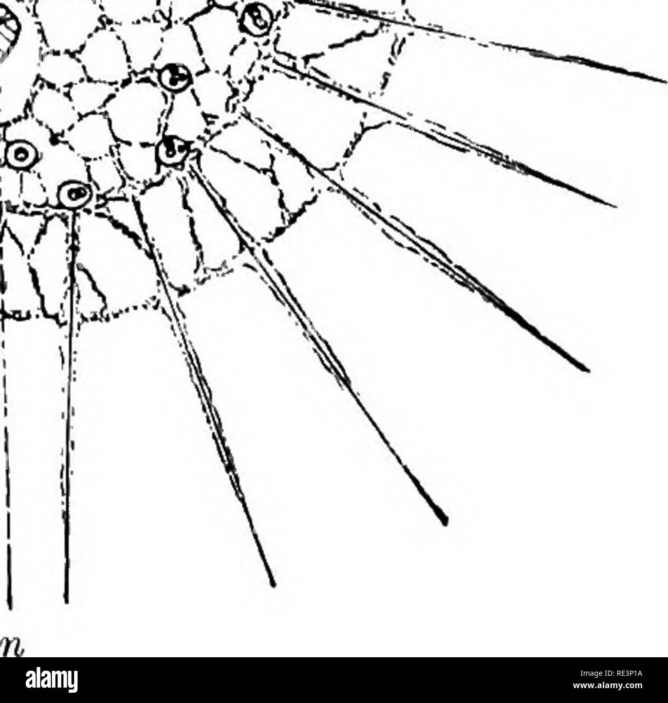 Heliozoa and radiolaria hi-res stock photography and images - Alamy