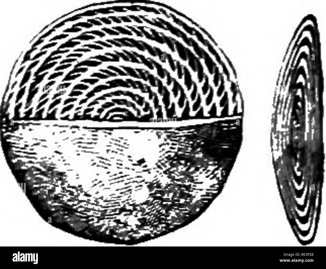 Chitinous shells hi-res stock photography and images - Alamy