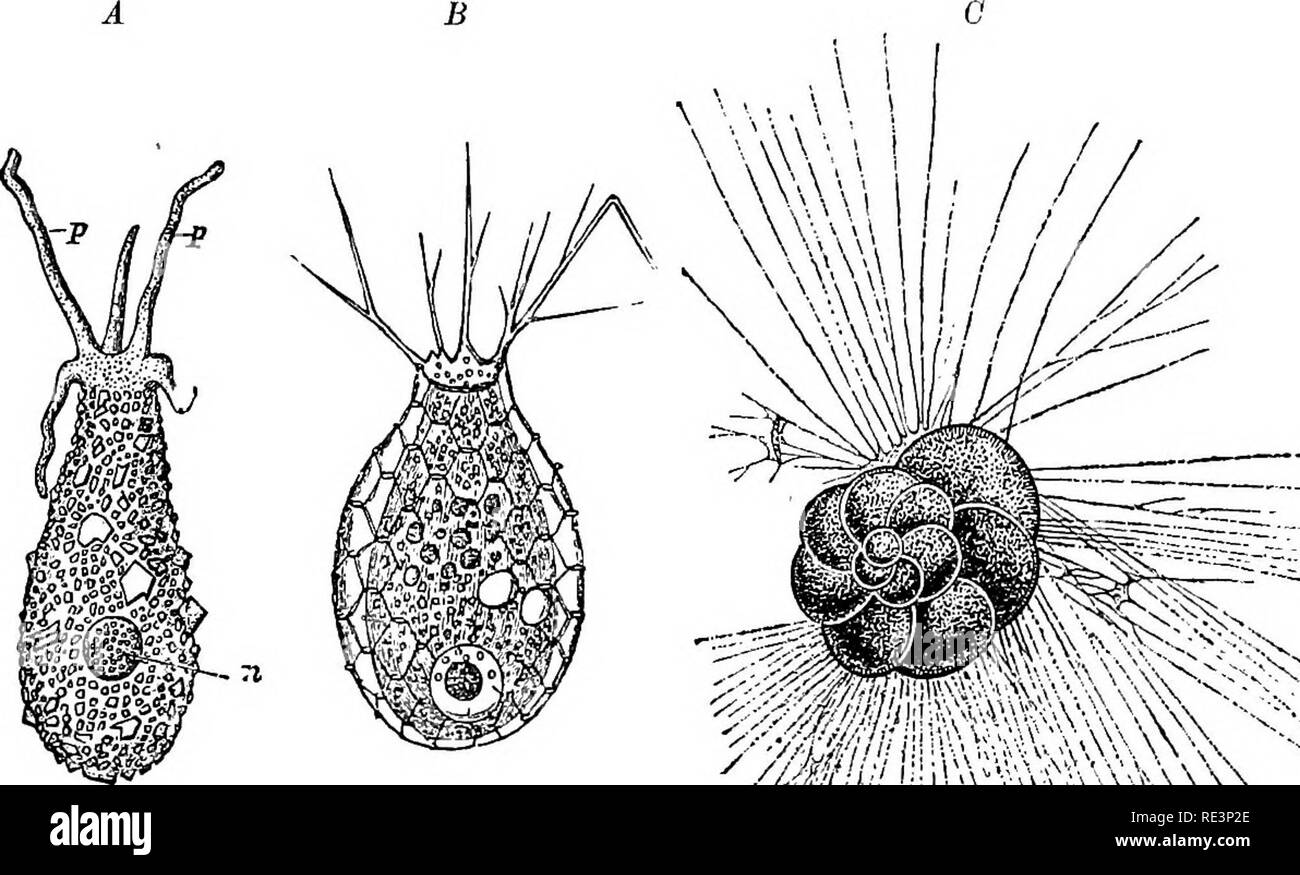 Sarcodina hi-res stock photography and images - Alamy