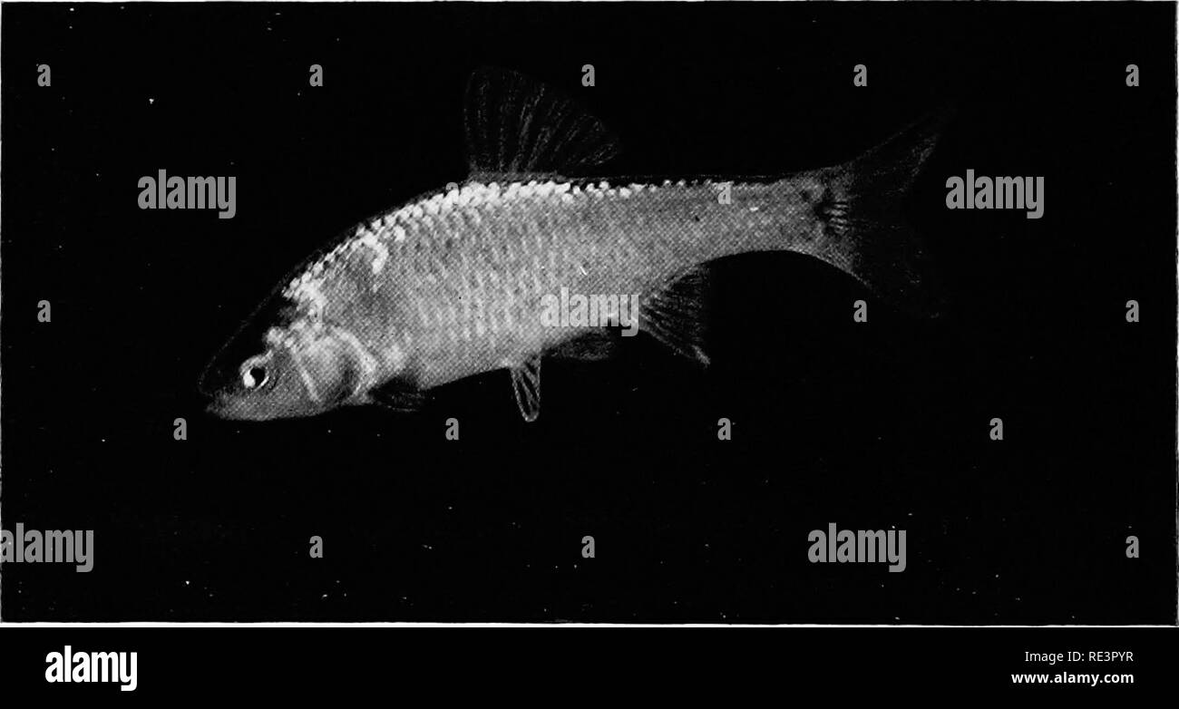 Silverfin hi-res stock photography and images - Alamy