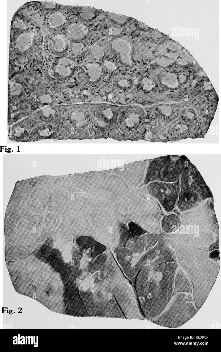 Caseo hi-res stock photography and images - Alamy