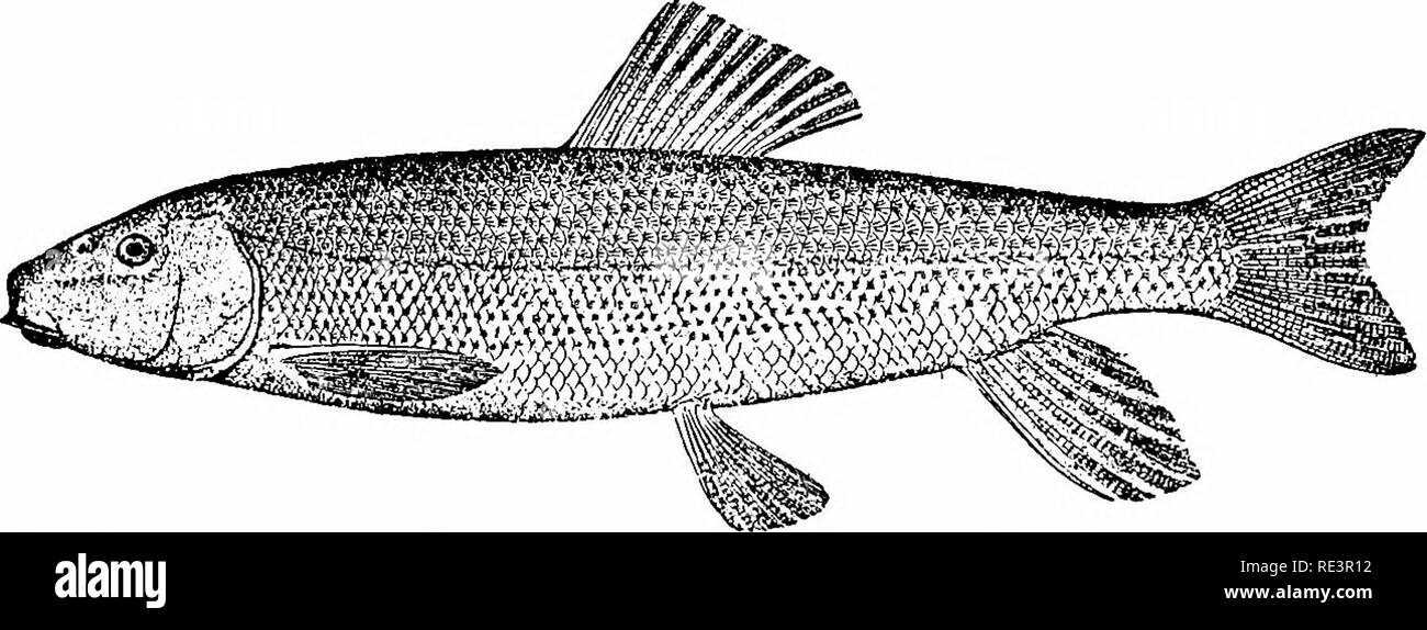 Tench Black and White Stock Photos & Images - Alamy