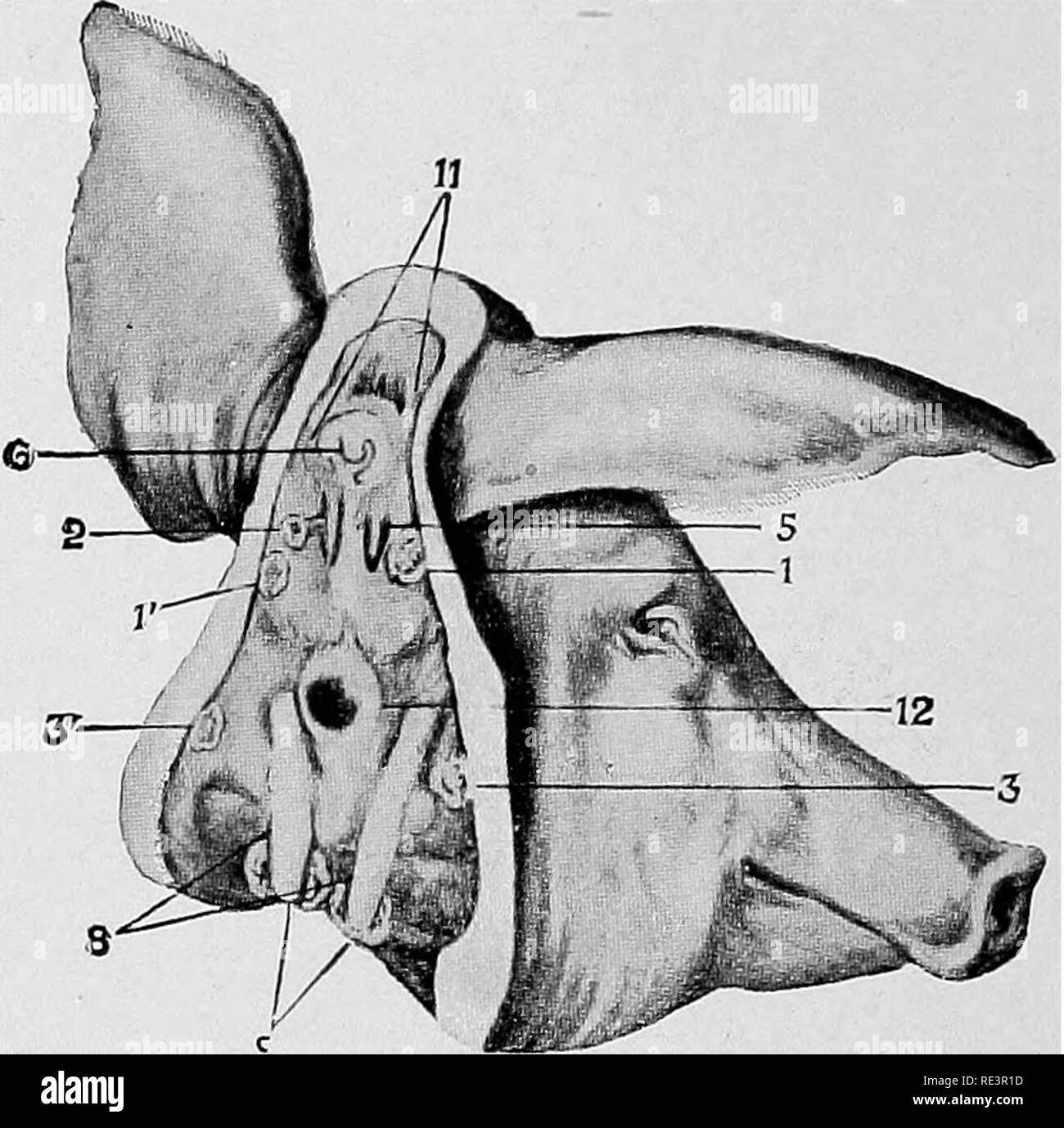 . Swine practice . Swine. 282 SWINE PRACTICE chymatous degeneration or ...