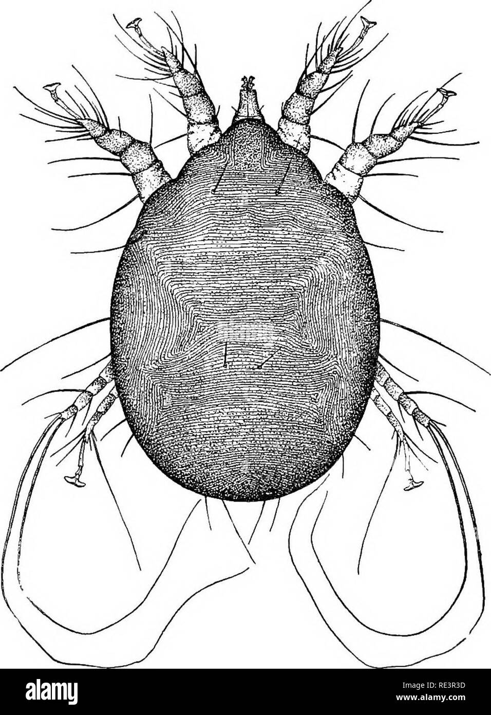 Mange mites Cut Out Stock Images & Pictures - Alamy