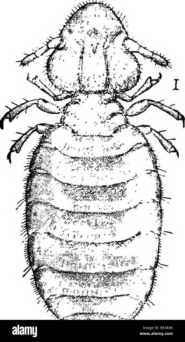 Mange mites Black and White Stock Photos & Images - Alamy