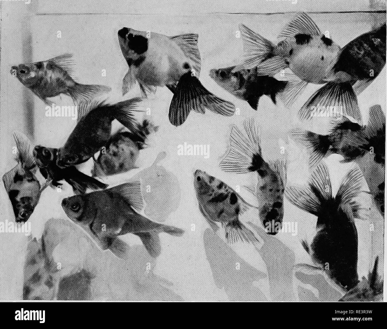 Selection of fishes Black and White Stock Photos & Images - Alamy
