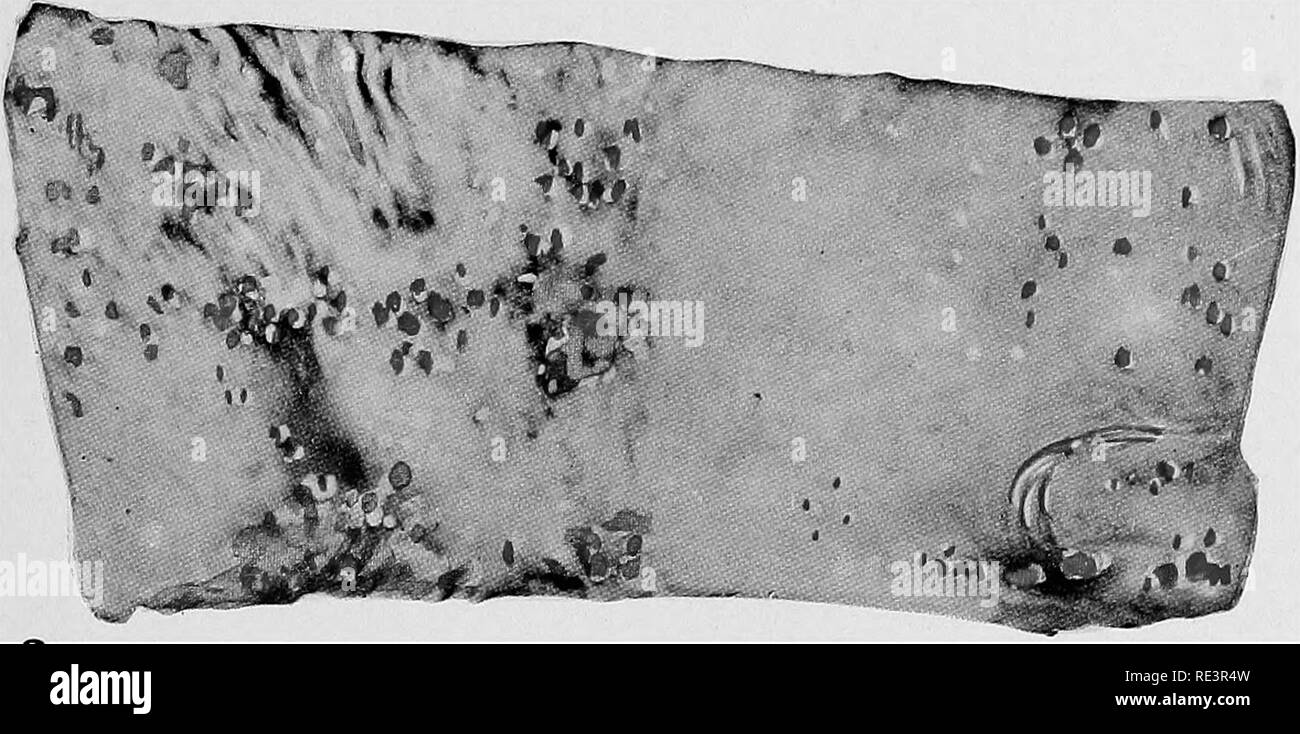 . Swine practice . Swine. Fig. 1 Fig. 2. Fig. 1. Normal skin and skin ...