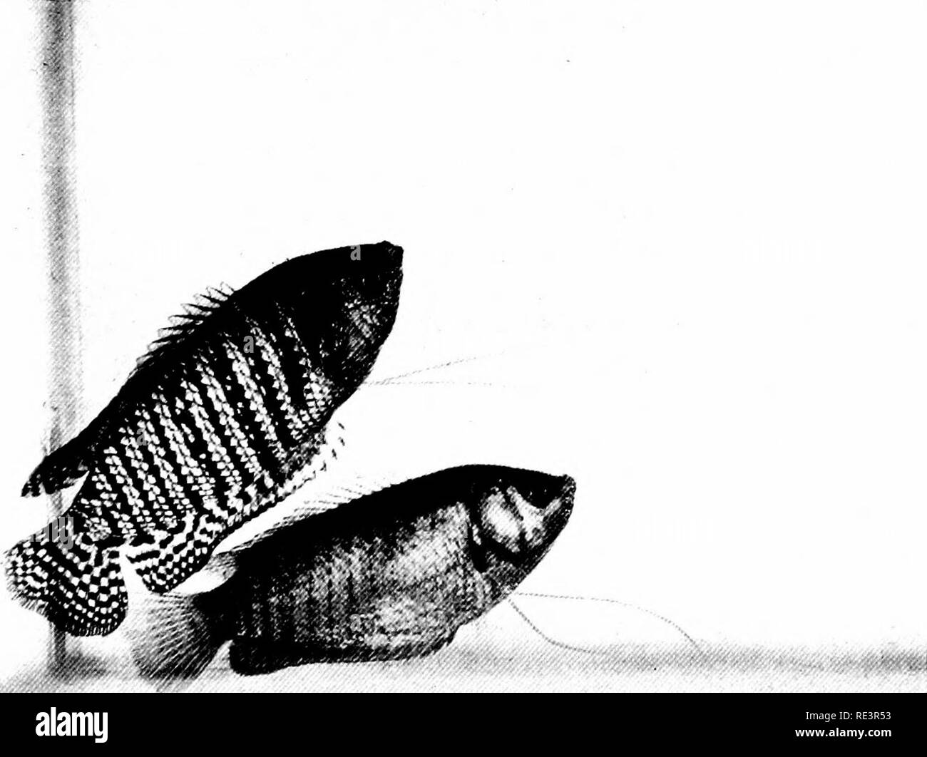 One female goldfish Black and White Stock Photos & Images - Alamy