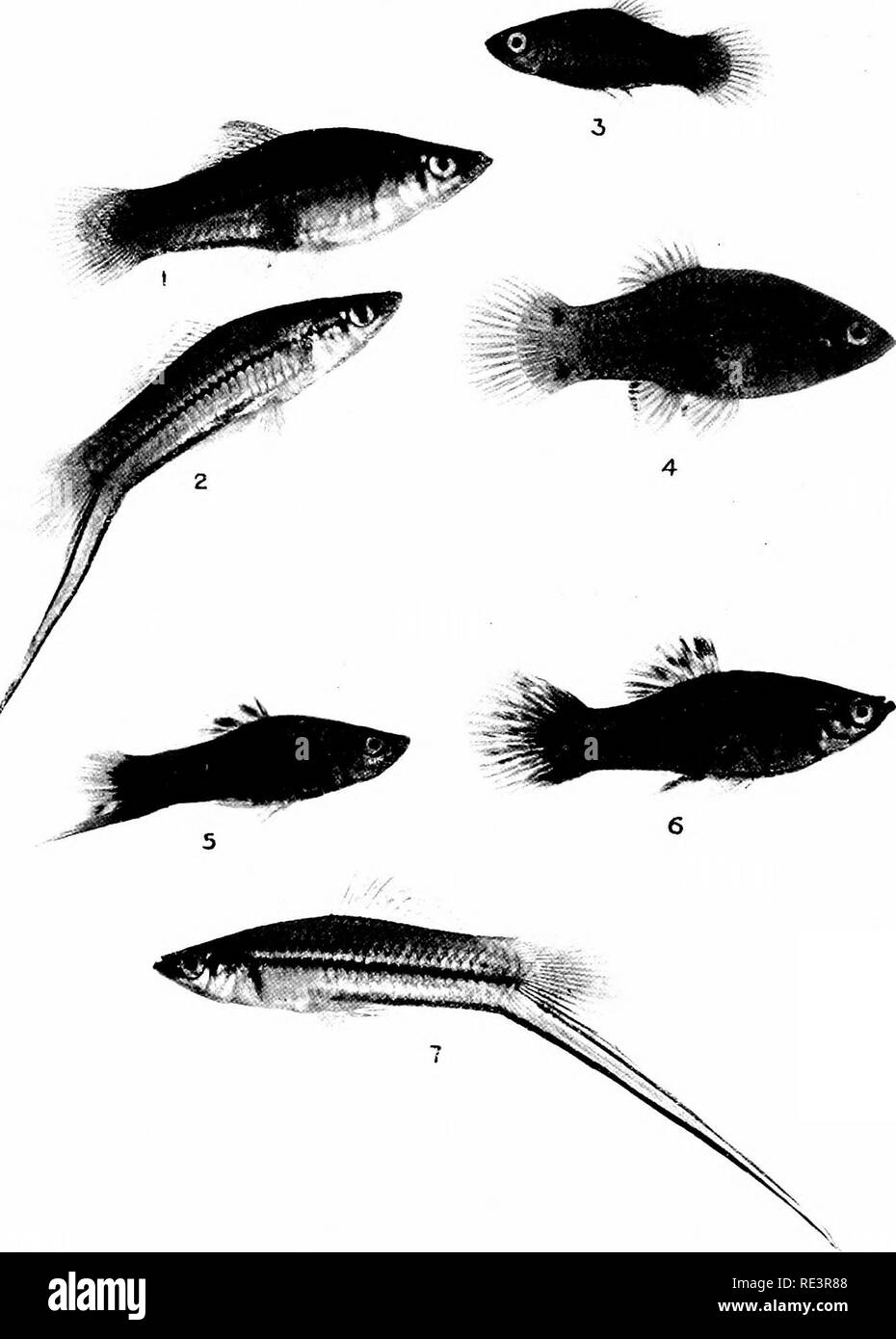 Nihra hi-res stock photography and images - Alamy