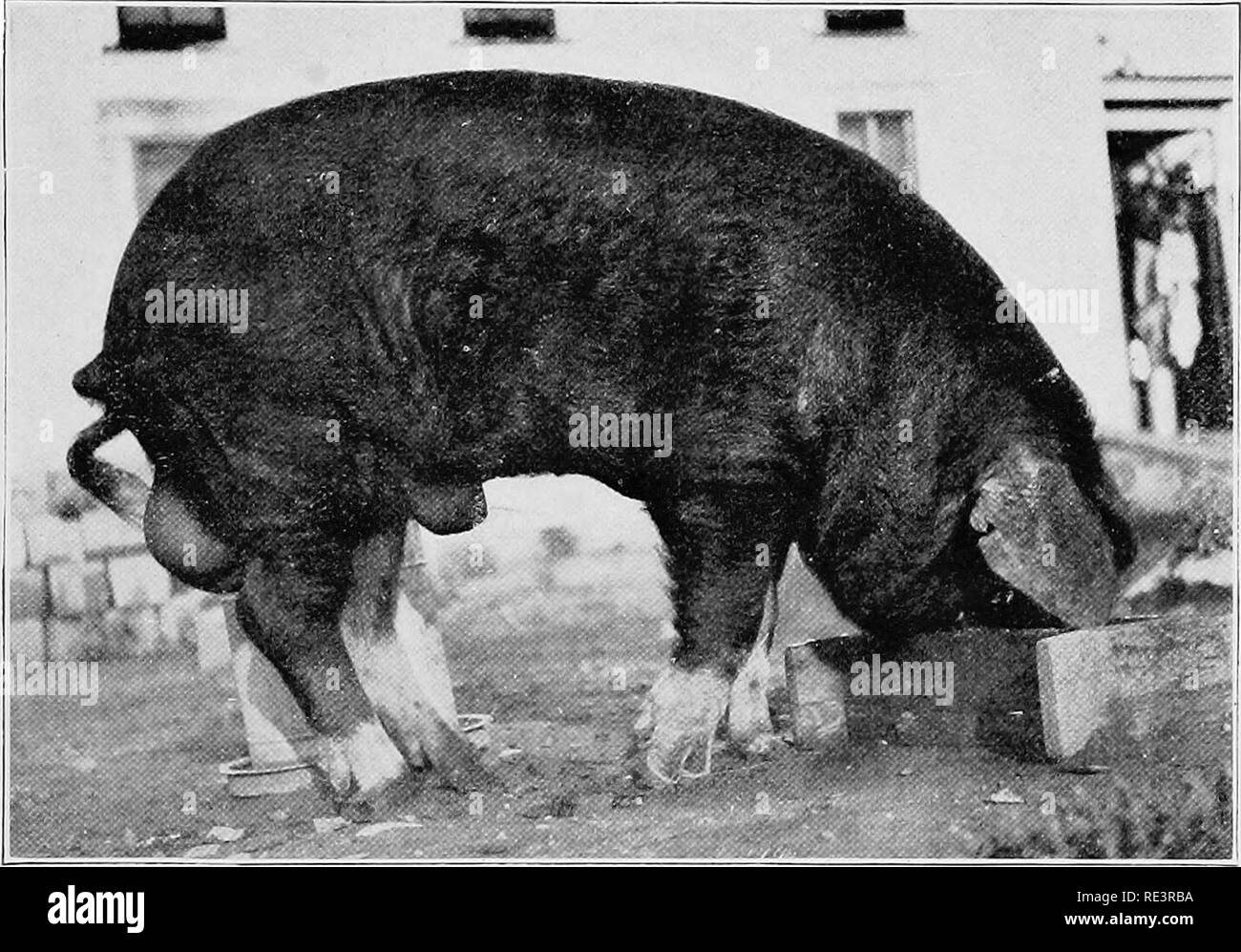 Rickets Disease Stock Photos & Rickets Disease Stock Images - Alamy