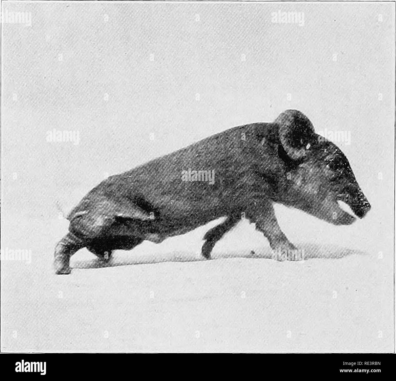 . Swine practice . Swine. 218 SWINE PRACTICE in the long bones of the ...
