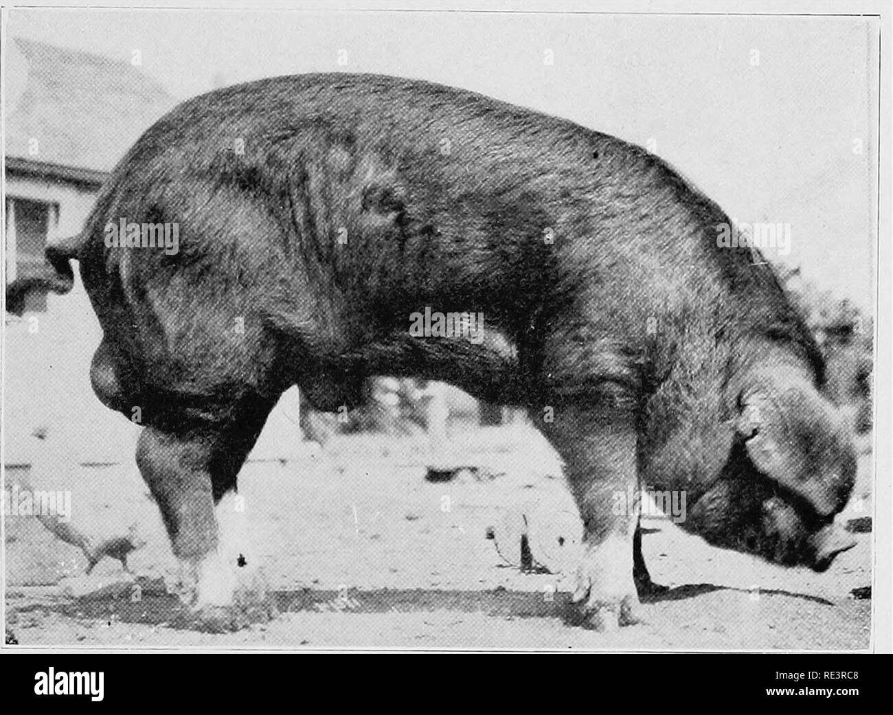 Streptococcus aureus Black and White Stock Photos & Images - Alamy