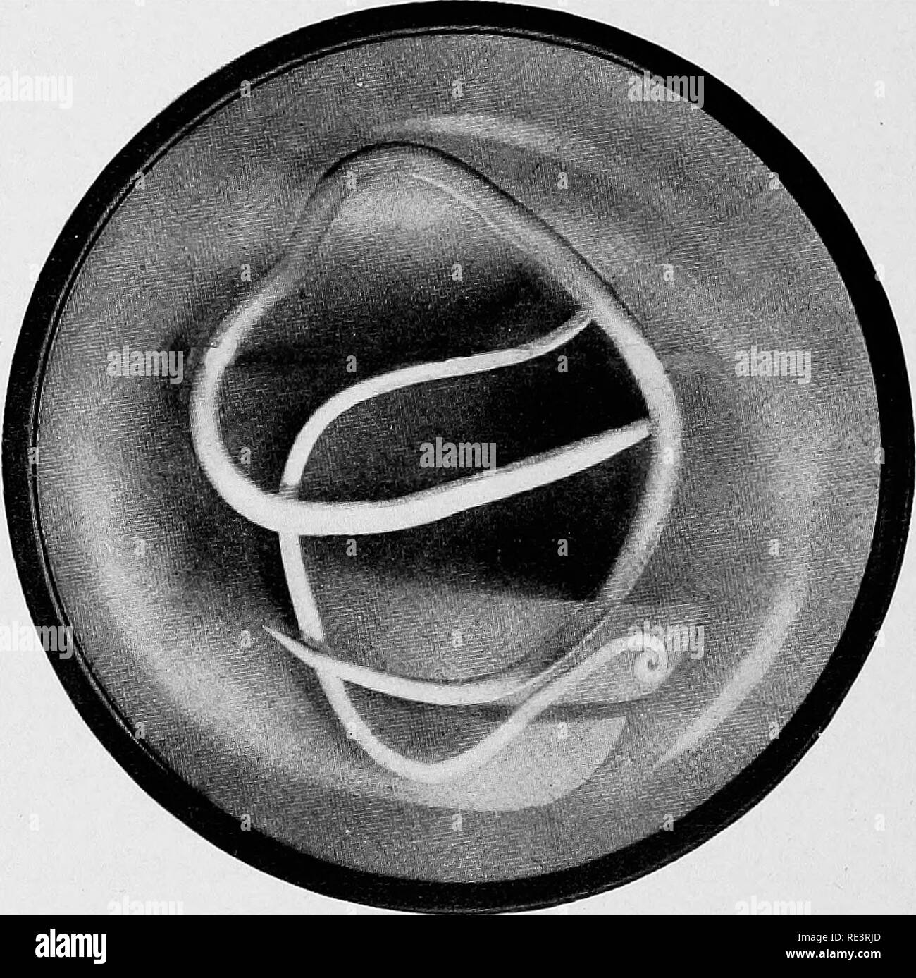Mucous papillae Black and White Stock Photos & Images - Alamy