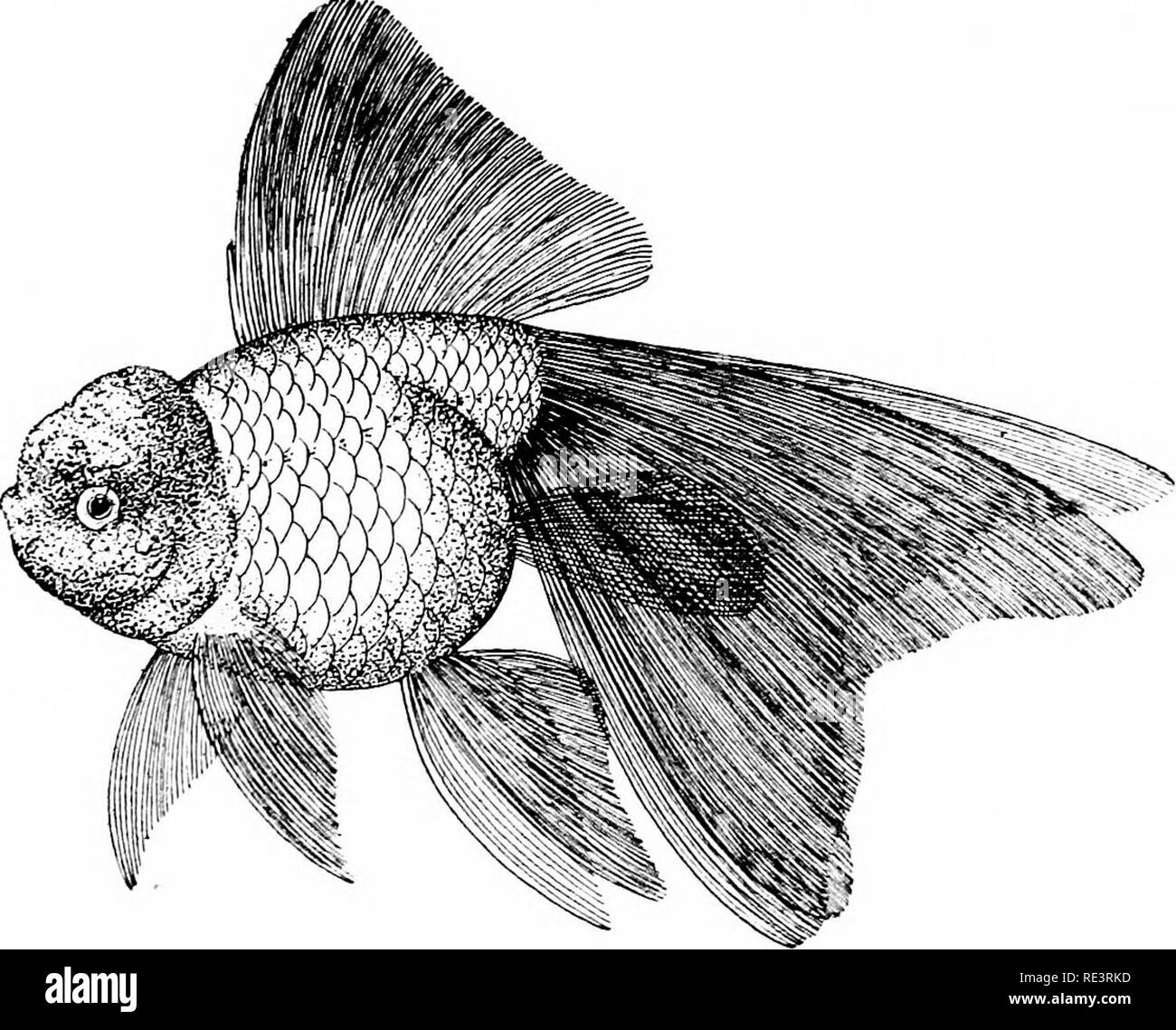 Pearl White Goldfish