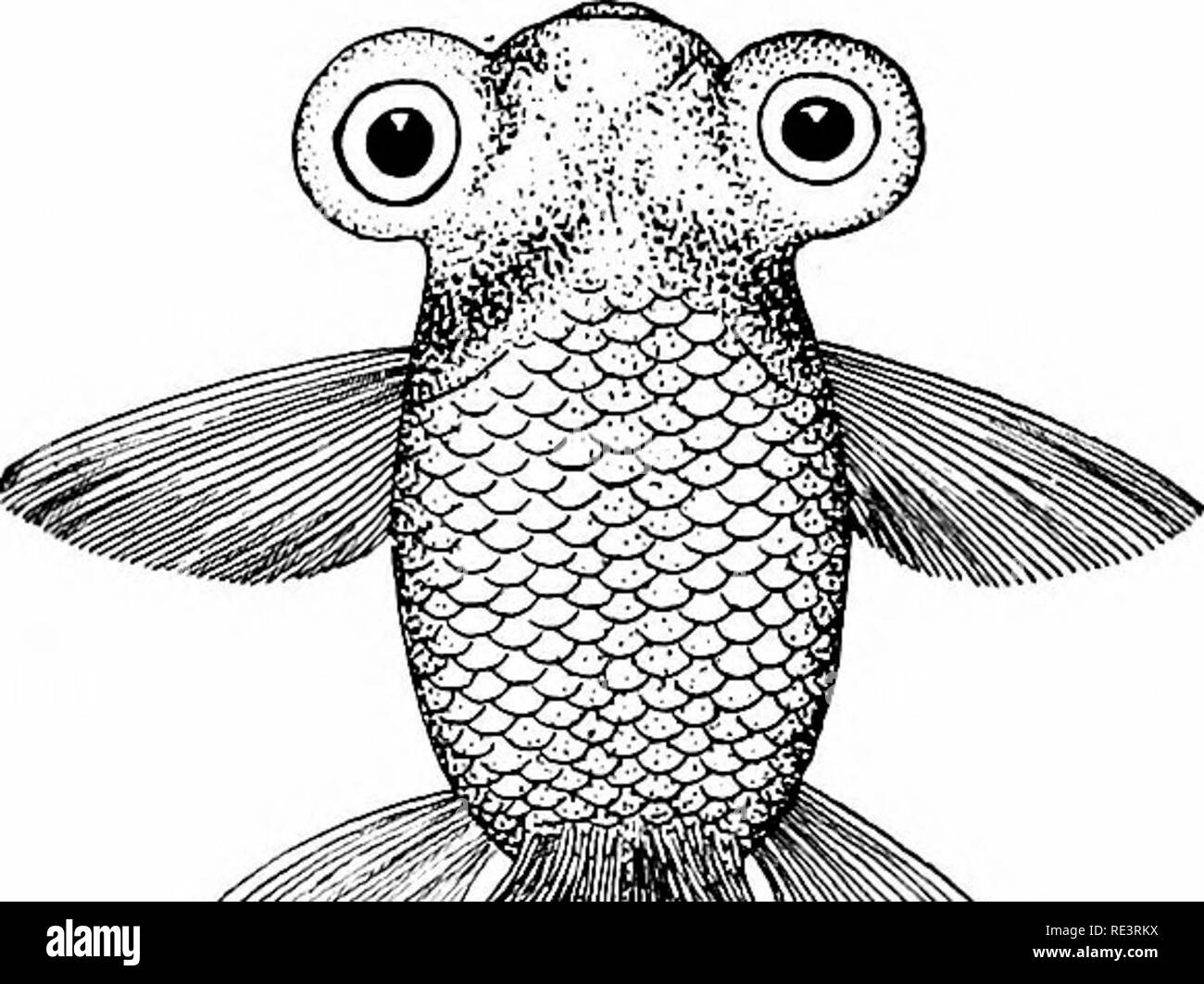 . Goldfish varieties and tropical aquarium fishes; a complete guide to ...