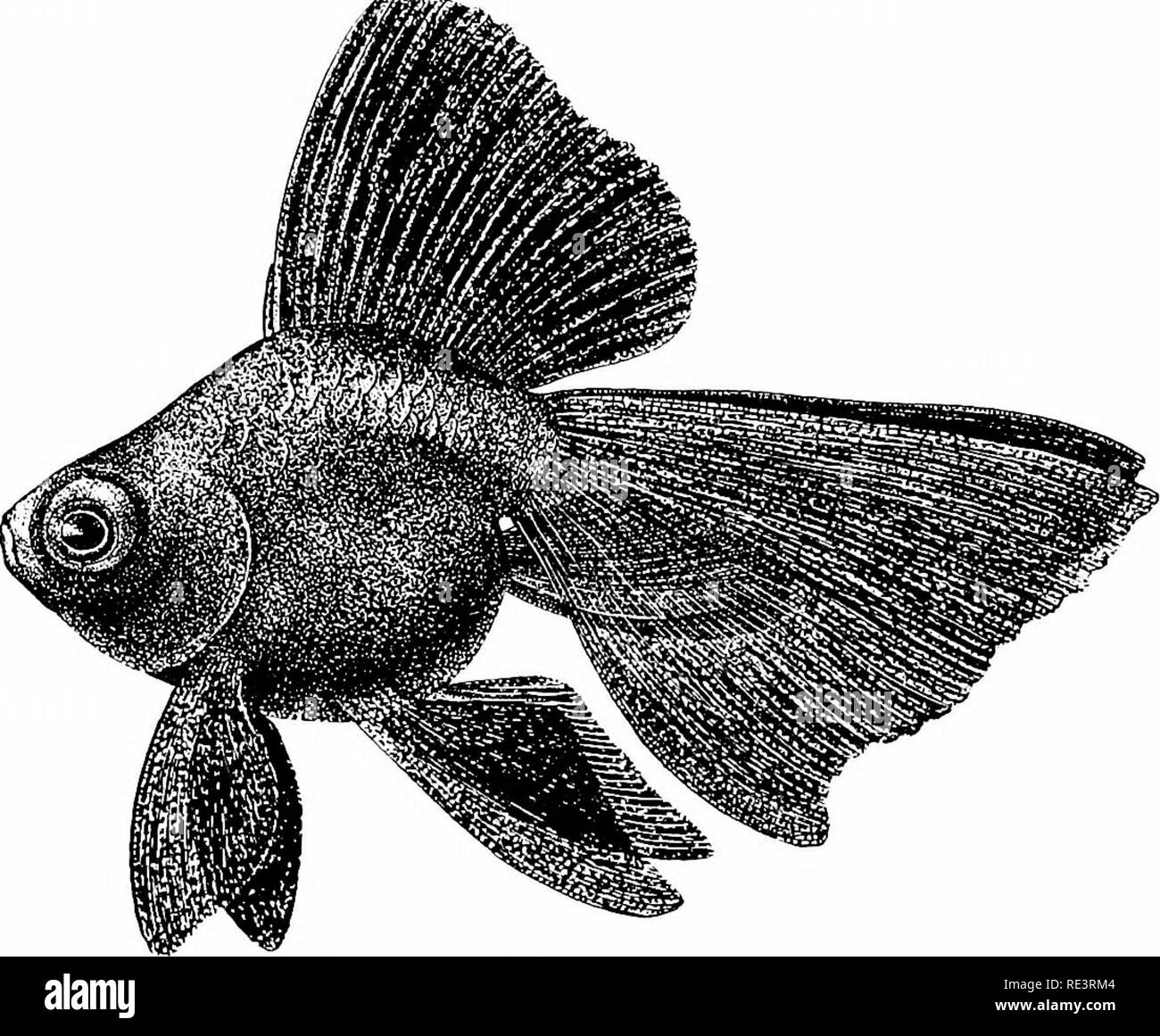 Black Calico Telescope Goldfish