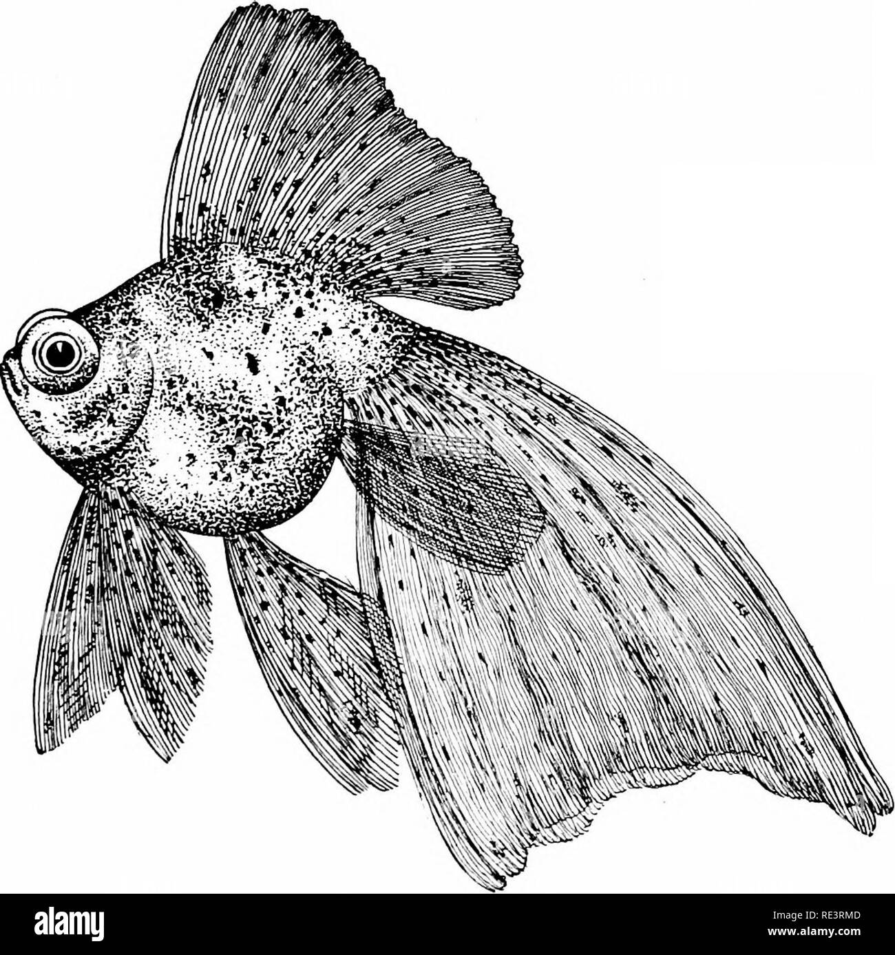 . Goldfish varieties and tropical aquarium fishes; a complete guide to ...