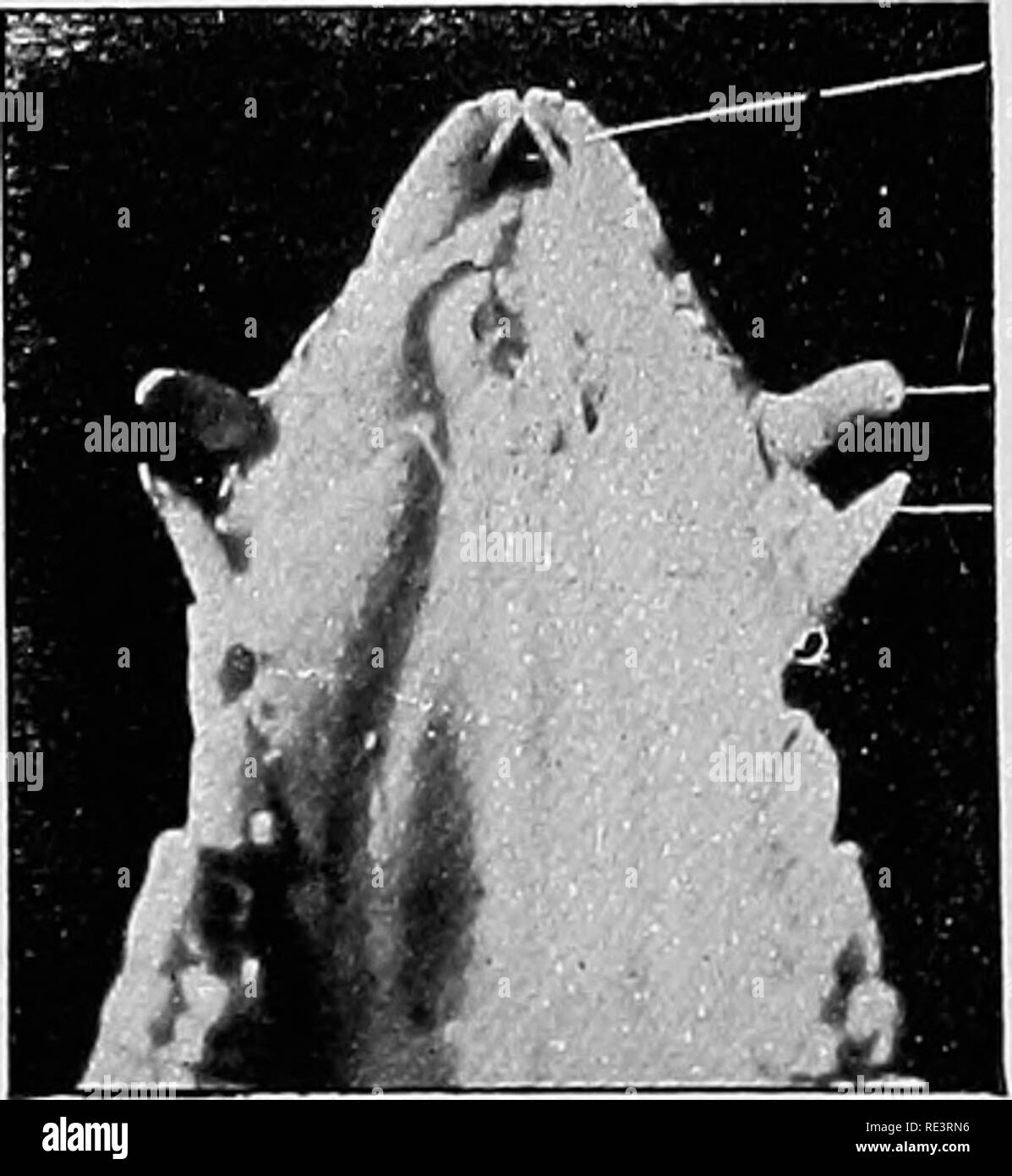 . Swine practice . Swine. Milk nipper Millt middle incisor Millt corner ...