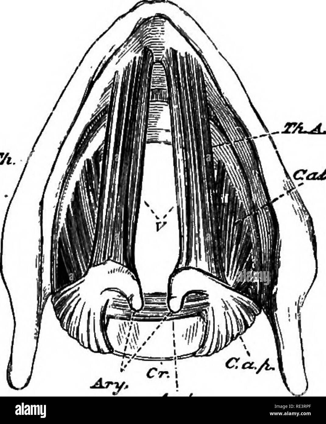 Crico thyroid muscle hi-res stock photography and images - Alamy
