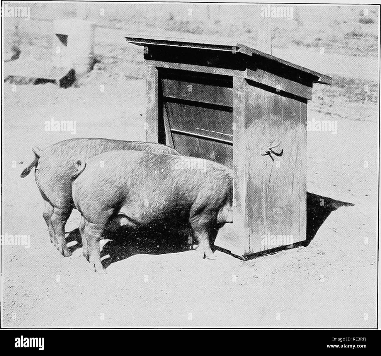 . Swine practice . Swine. GENERAL SWINE MANAGEMENT 33 globules of sow's ...