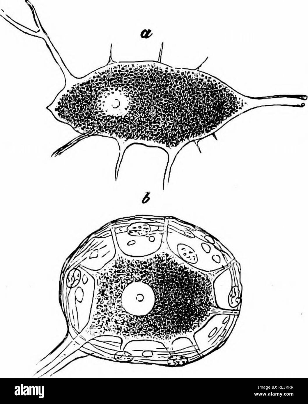 Multipolar ganglion cells Cut Out Stock Images & Pictures - Alamy