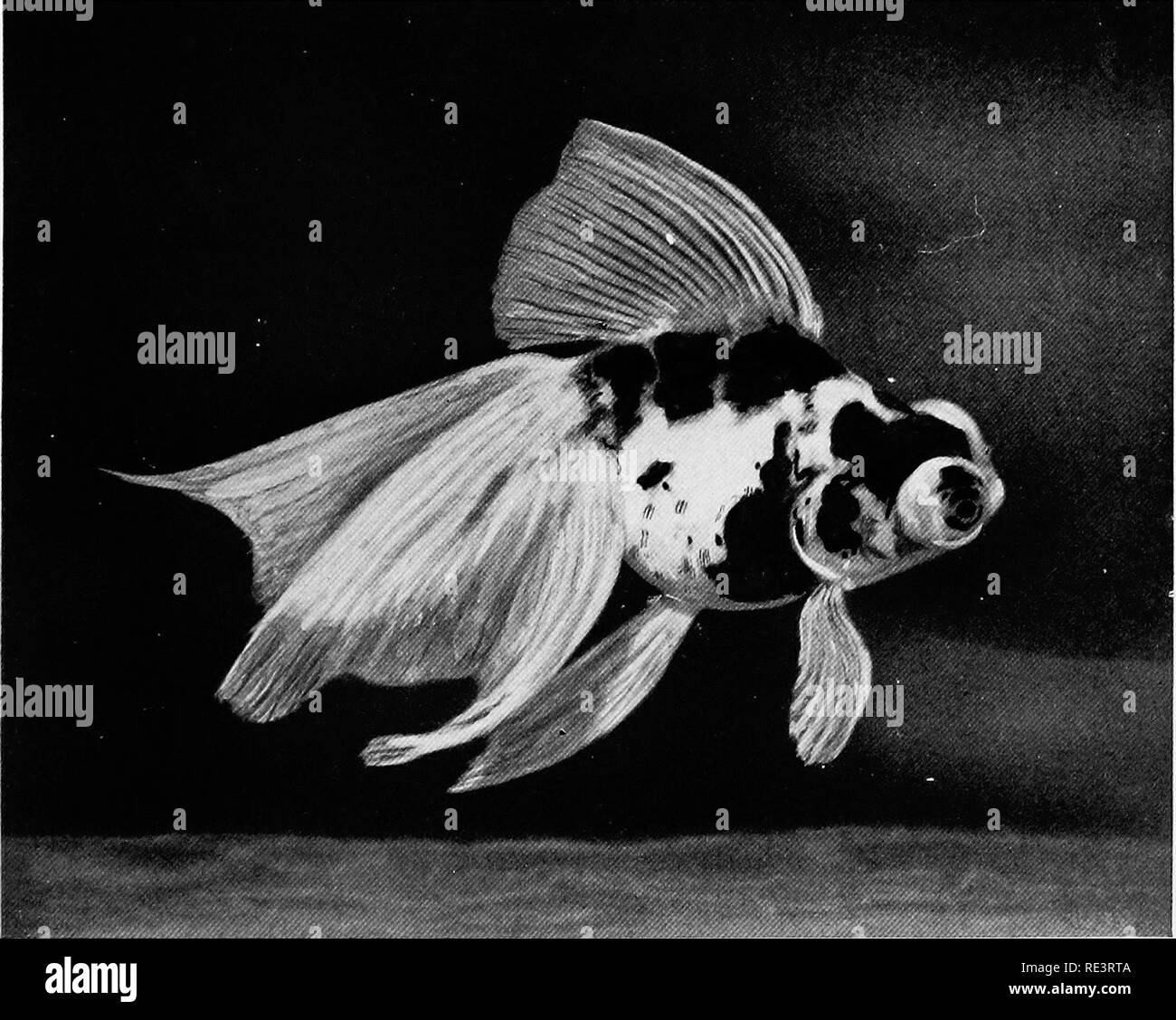 Black Calico Telescope Goldfish